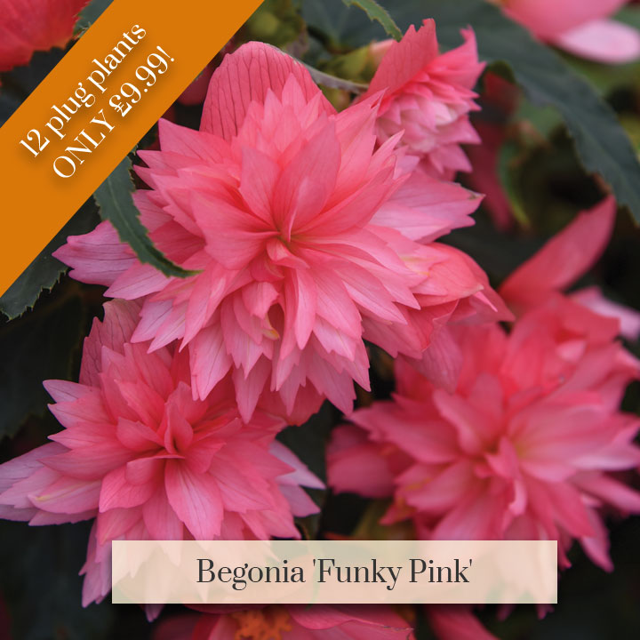 Dobies: Vegetables, Plants, Flowers, Seeds & Garden Supplies | Dobies