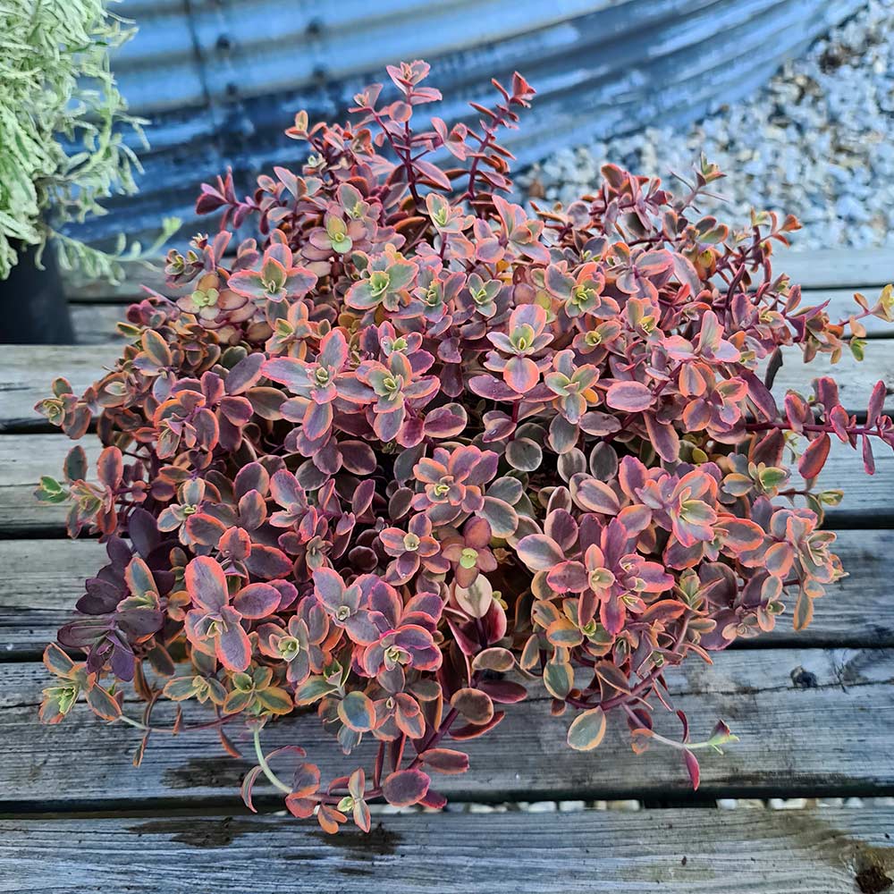 Sedum Plant - Sunsparkler Wildfire | Dobies