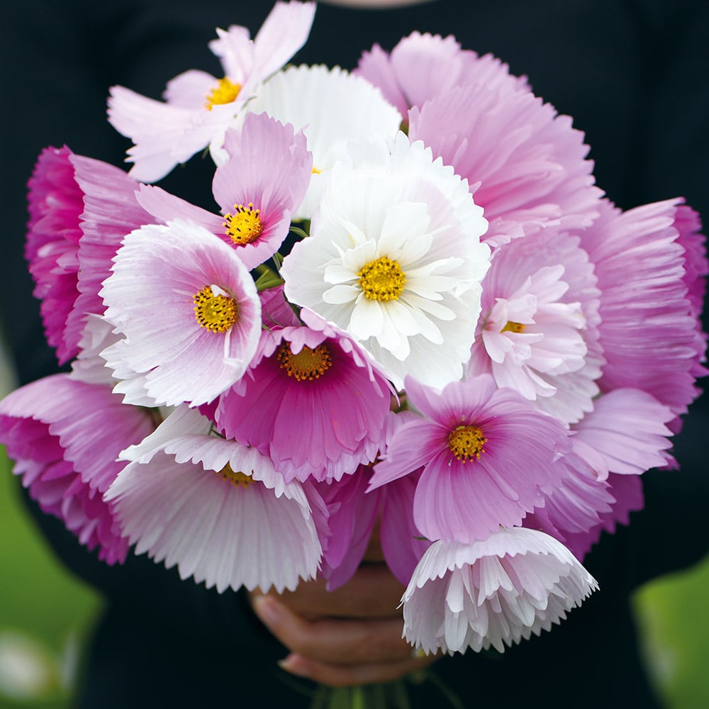 Cosmos bipinnatus 'Cupcakes and Saucers Mix' | Dobies