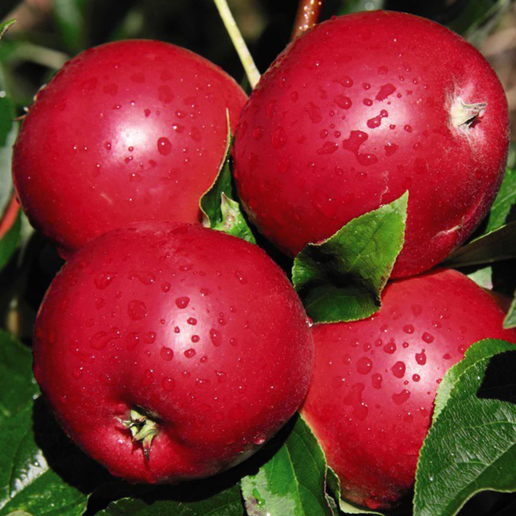 Apple (Malus) Scrumptious | Dobies