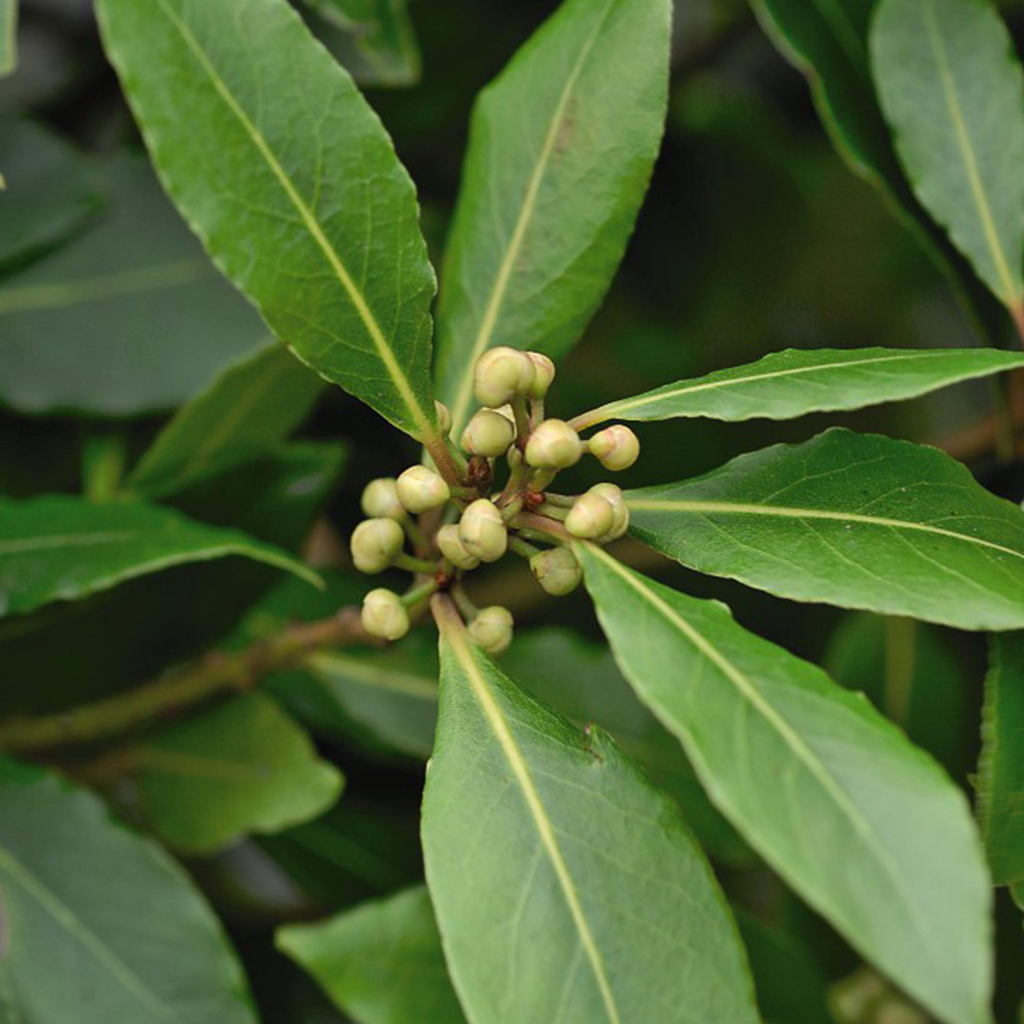 Laurus Nobilis Standard | Dobies