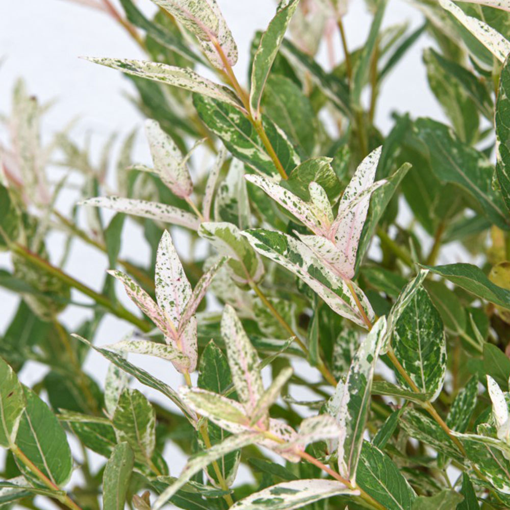 Salix integra 'Hakuro-nishiki' | Dobies