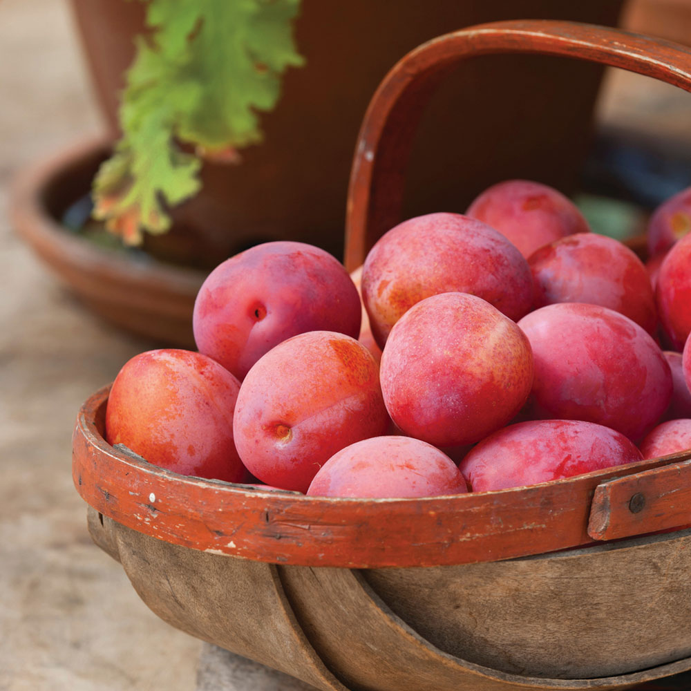 Plum (Prunus) Victoria Patio Standard (St Julien) | Dobies