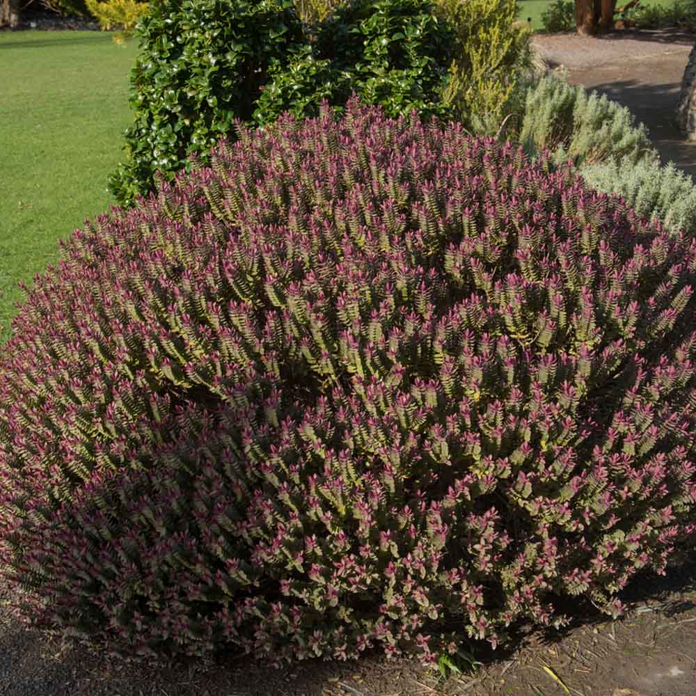 Hebe Albicans Super Red - Shrubby Veronica - Hardy Shrub | Dobies