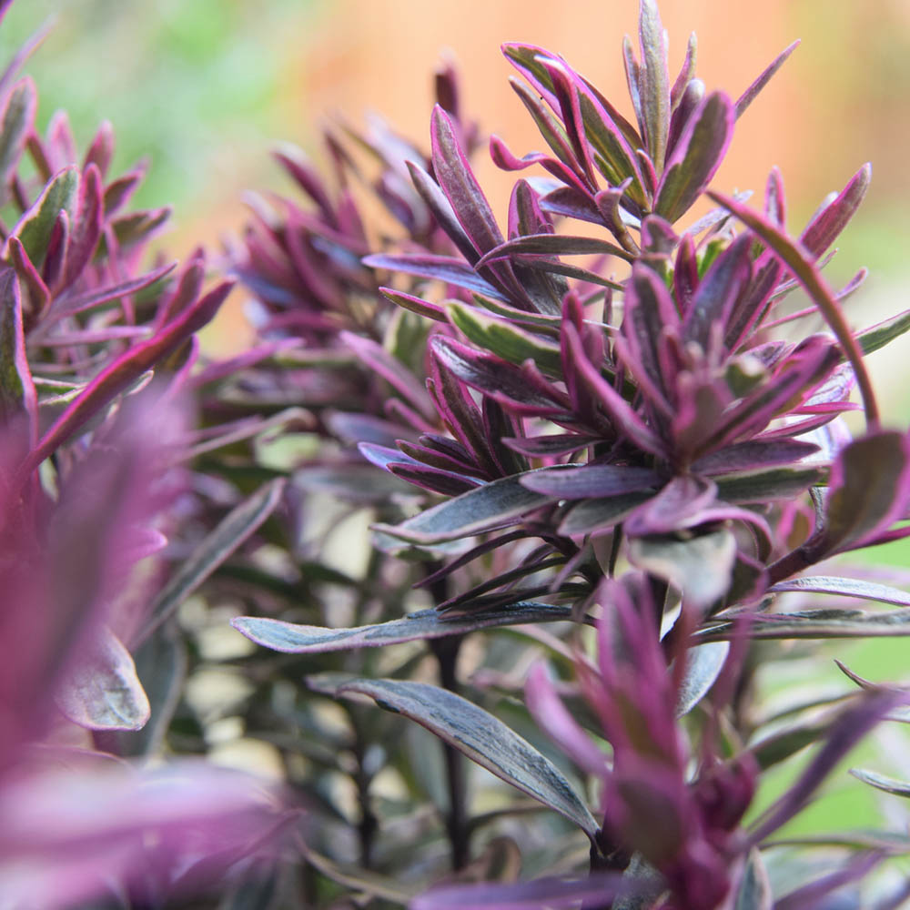Hebe Wild Romance - Hardy Shrub | Dobies