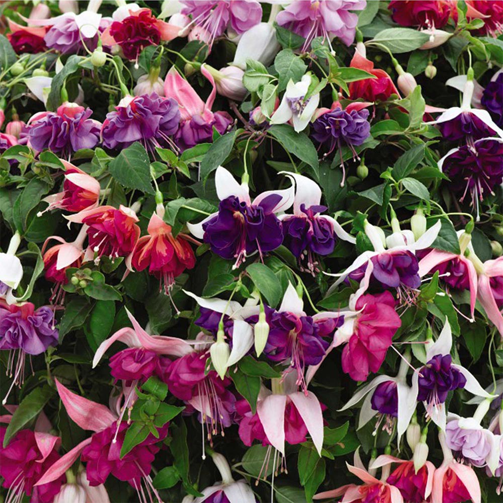 Fuchsia Giant-Flowered Collection | Dobies
