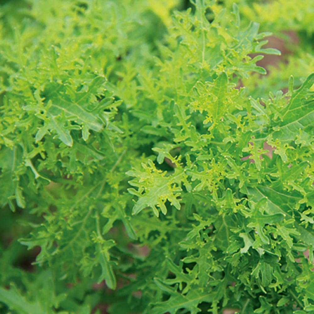 Mustard 'Golden Frills' - Organic Seeds | Dobies