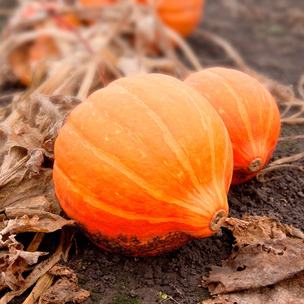 Squash 'Amoro' F1 - Organic Seeds | Dobies