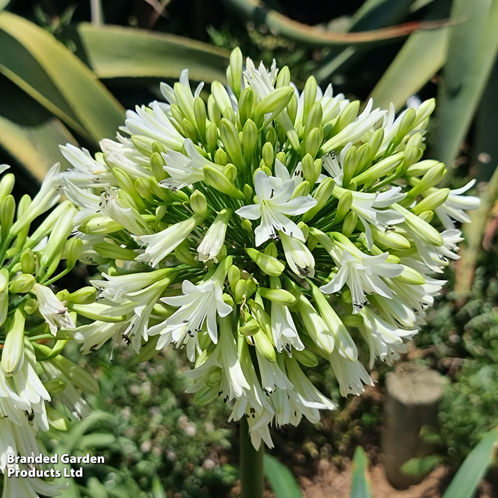 Agapanthus 'Emerald Ice' | Dobies