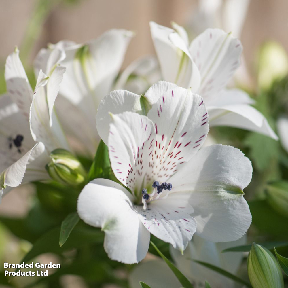 Alstroemeria 'Inticancha Magic White' | Dobies