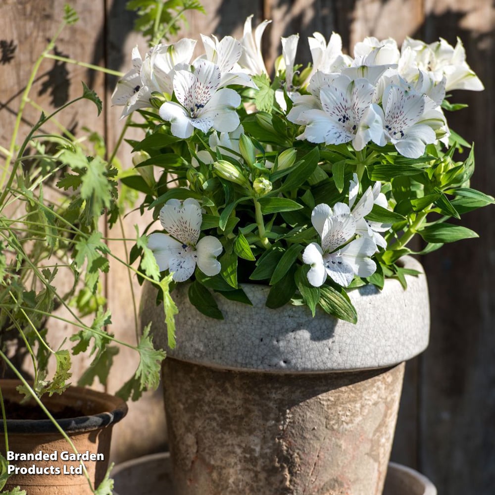 Alstroemeria 'Inticancha Magic White' | Dobies