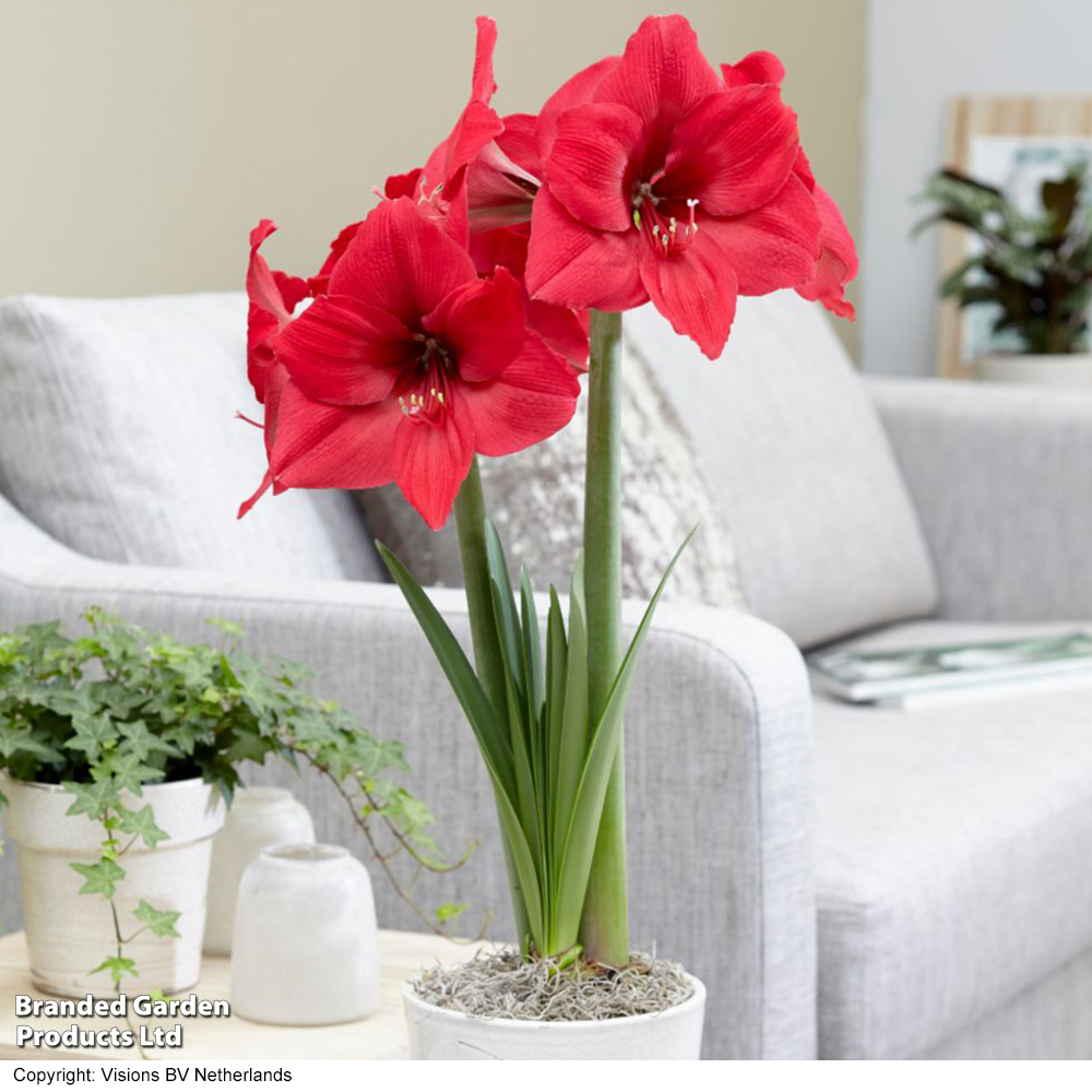 Amaryllis 'Pleasure' | Dobies