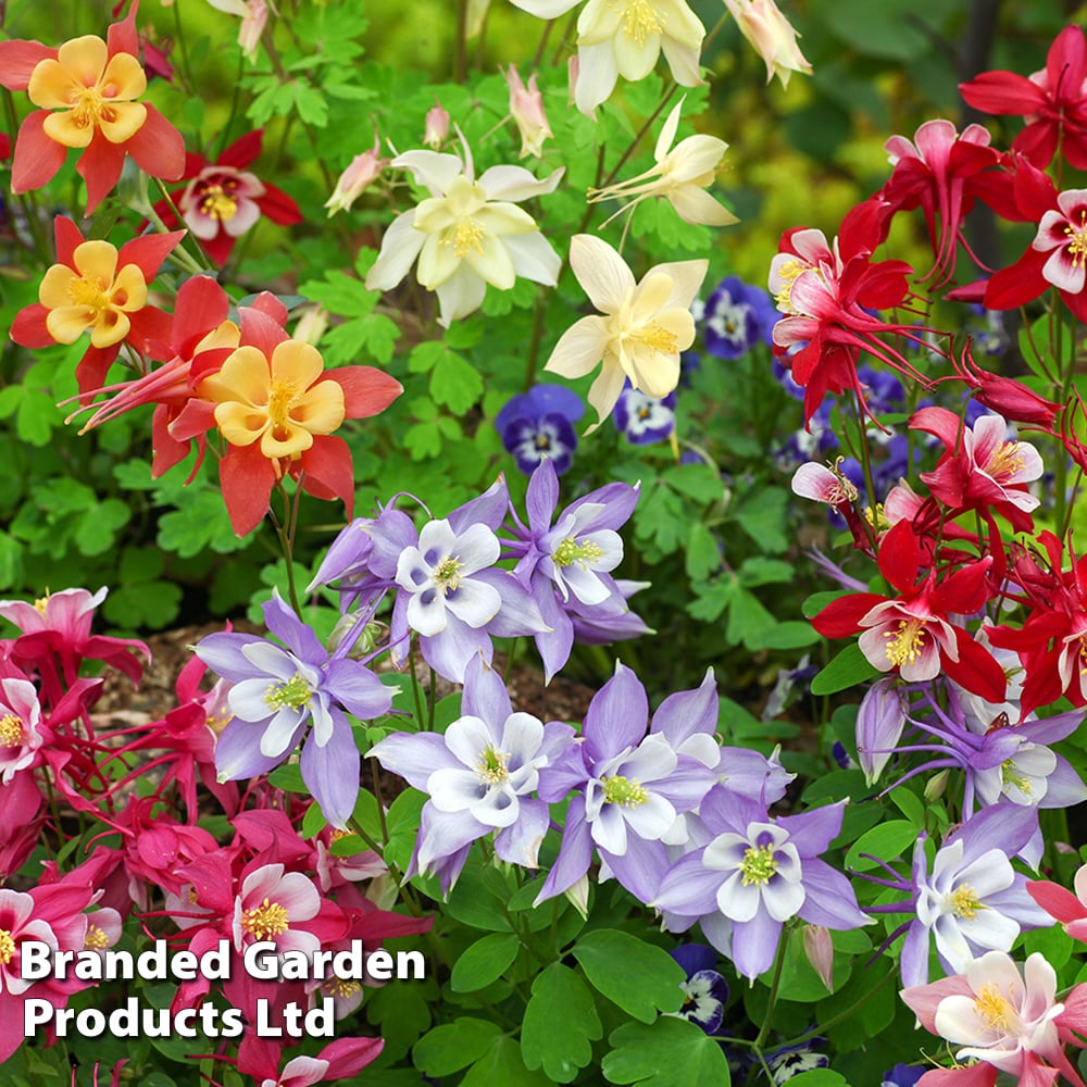 Aquilegia caerulea 'Mrs Scott-Elliott' | Dobies
