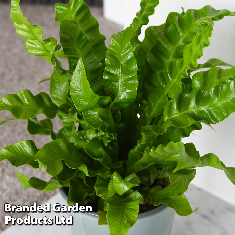 Asplenium nidus 'Crispy Wave' | Dobies
