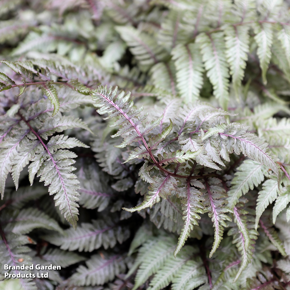 Athyrium niponicum Pictum 'Red Beauty' | Dobies