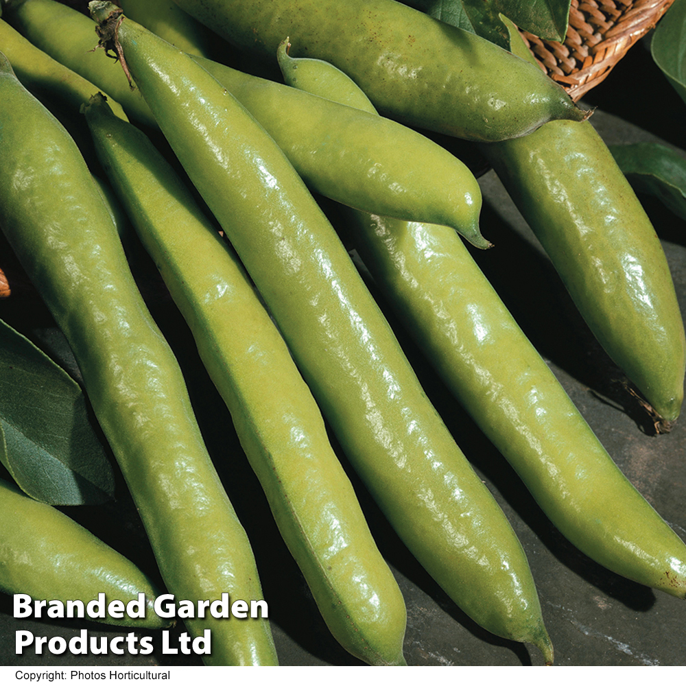 Broad Bean 'Aquadulce Claudia' | Dobies