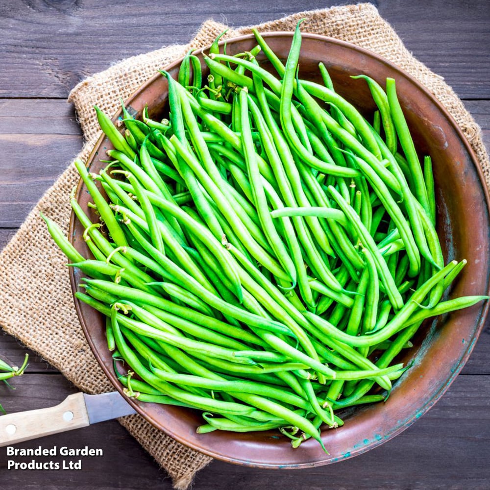 Dwarf French Bean 'Compass' - Organic Seeds | Dobies