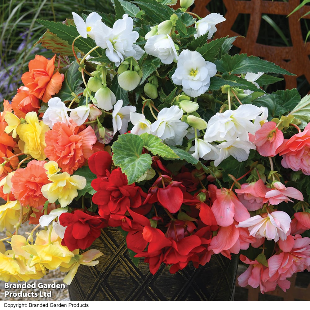 Begonia 'Sun Dancer Mixed' | Dobies