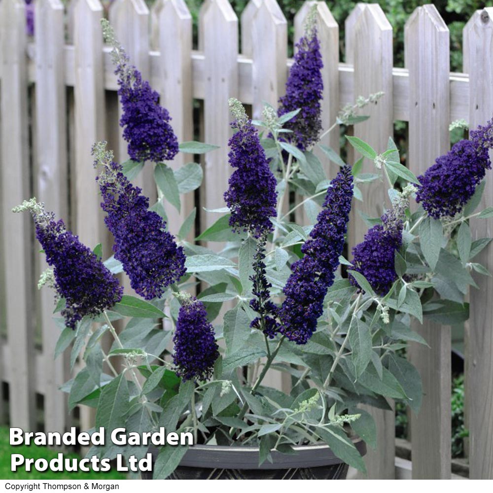 Buddleja 'Buzz® Trio Collection' | Dobies