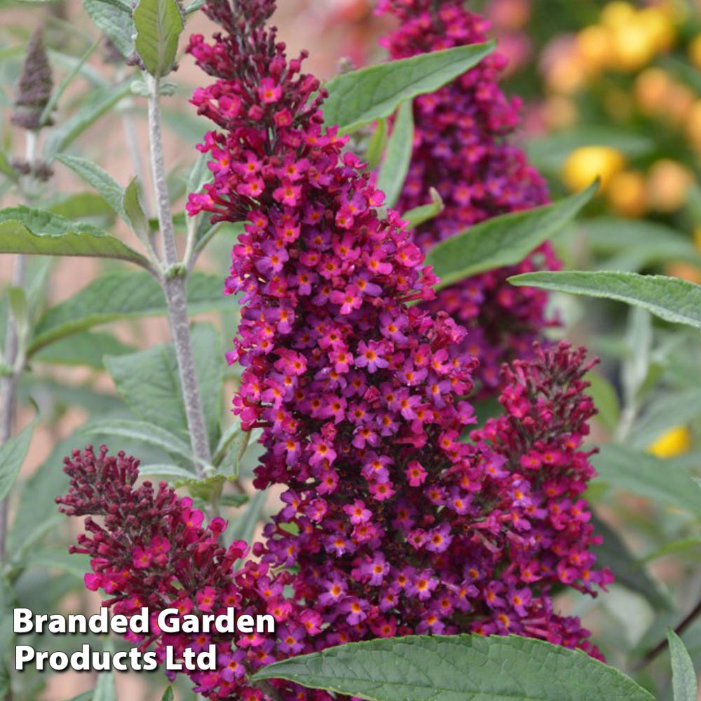 Buddleja 'Buzz® Trio Collection' | Dobies