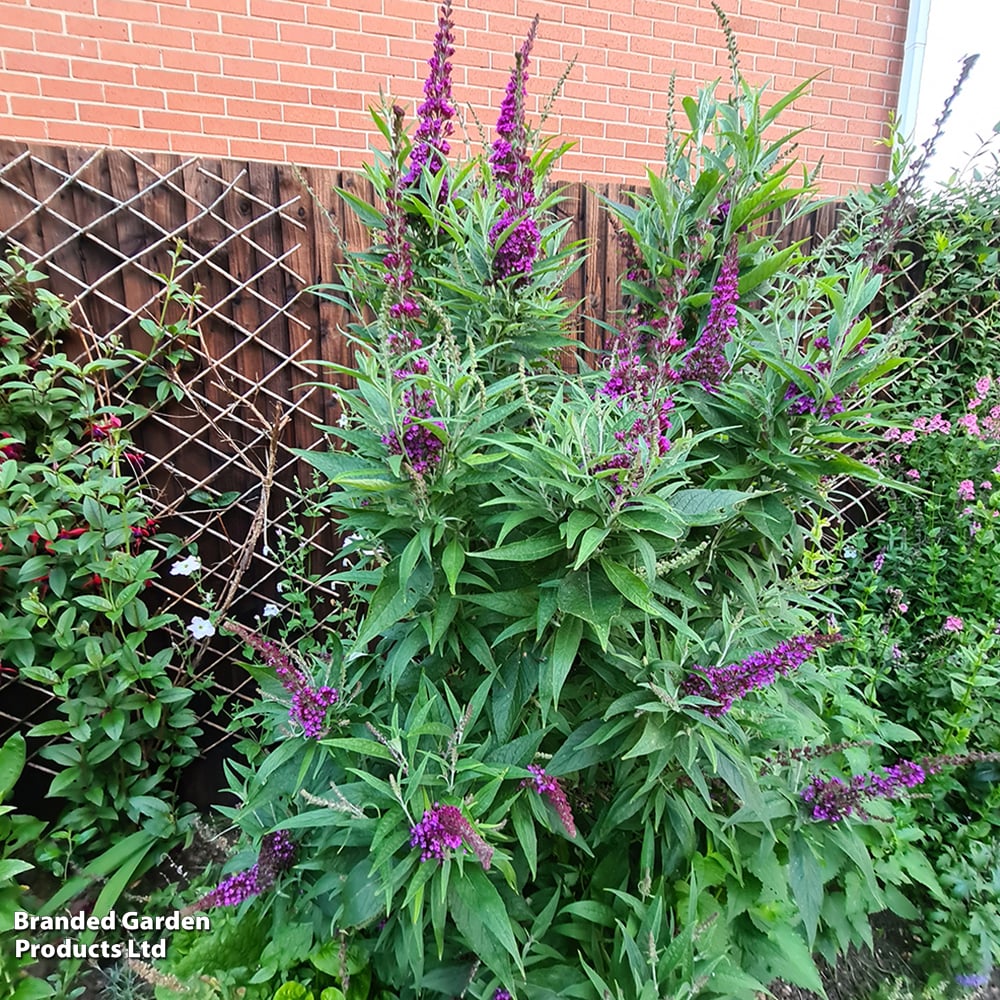 Buddleja 'Butterfly Towers' | Dobies