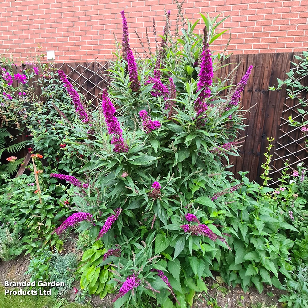 Buddleja 'Butterfly Towers' | Dobies