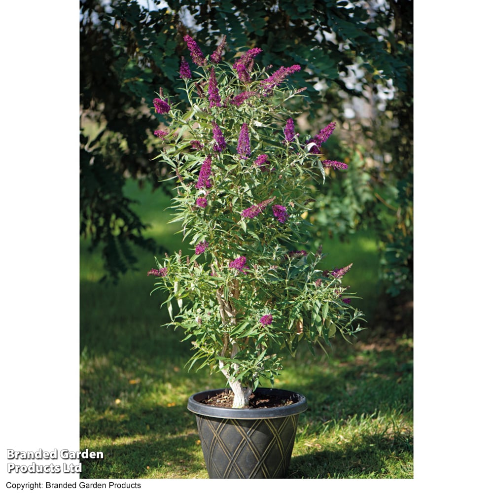 Buddleja 'Butterfly Towers' | Dobies