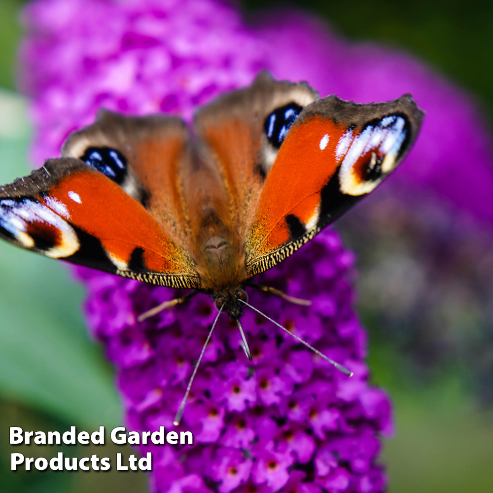 Buddleja davidii 'Harlequin' | Dobies