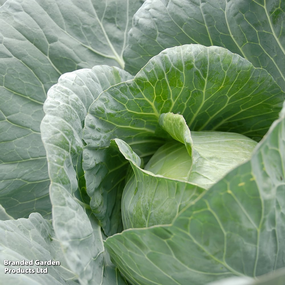 Cabbage 'Duncan' (Spring/Summer/Autumn) | Dobies
