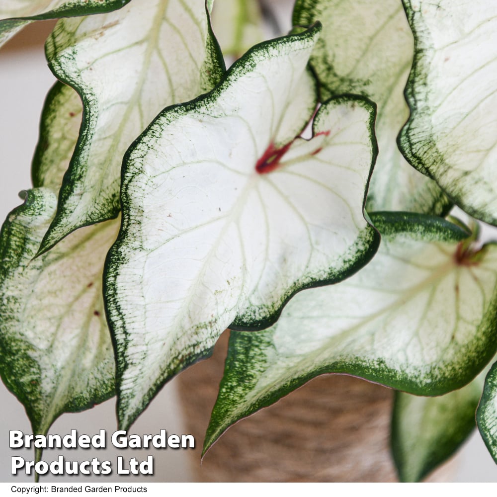 Caladium Heart to Heart® 'White Wonder' | Dobies