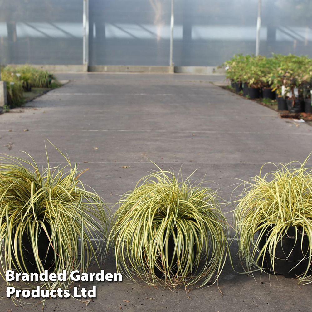 Carex oshimensis 'Everoro' | Dobies