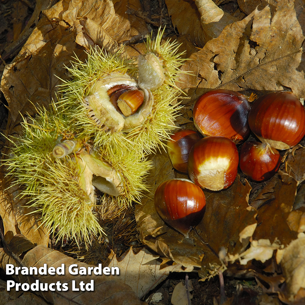 Sweet Chestnut | Dobies