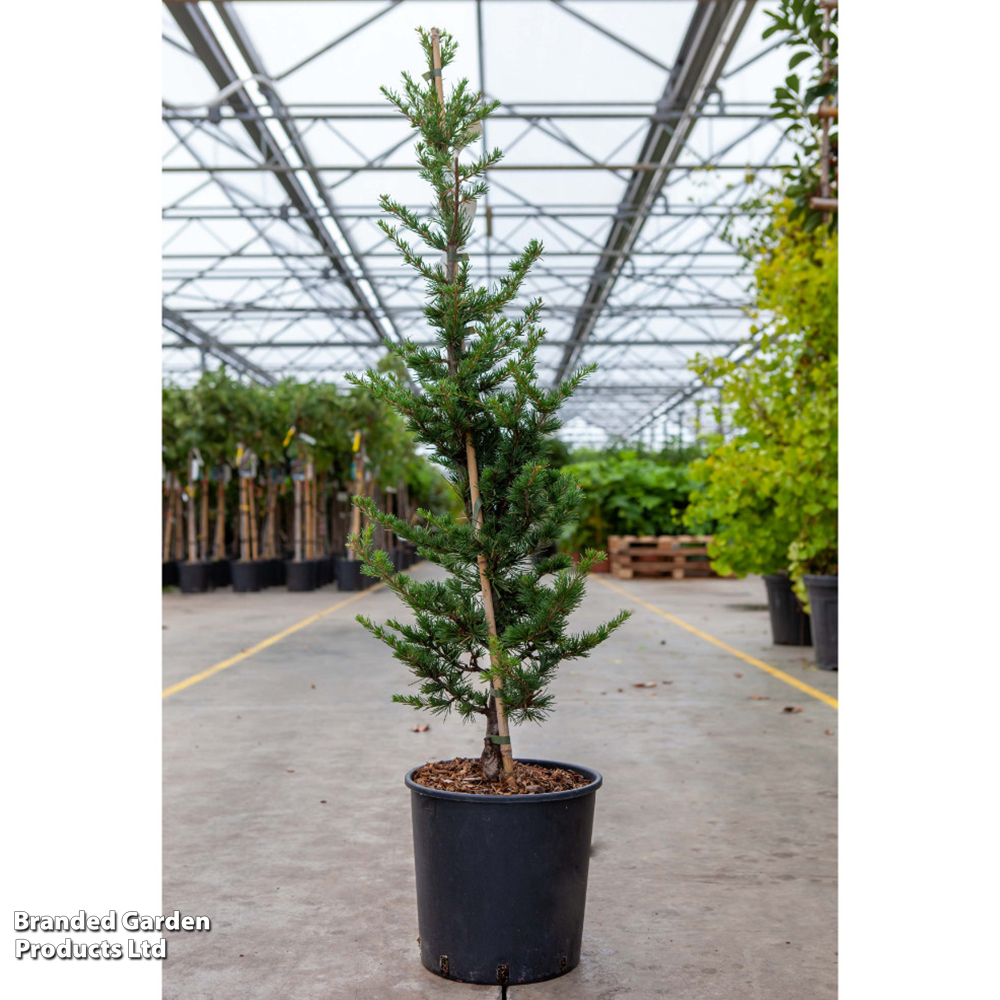Cedrus libani | Dobies