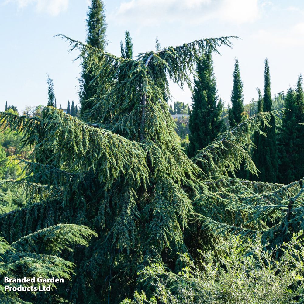 Cedrus libani | Dobies