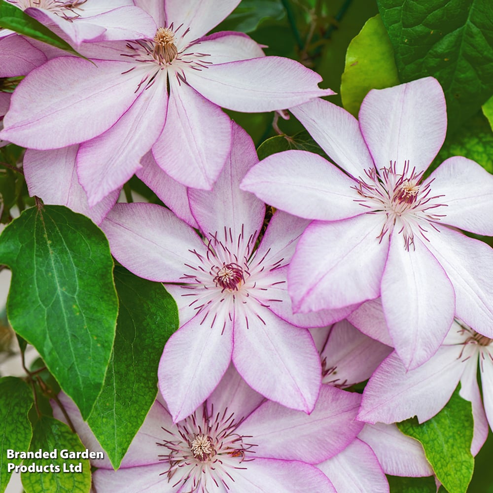 Clematis 'Omoshiro' | Dobies