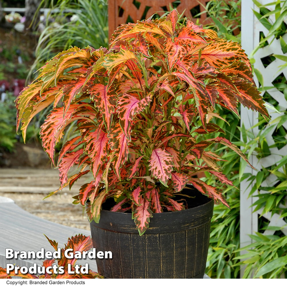 Coleus Premium 'Sun Coral Candy' | Dobies