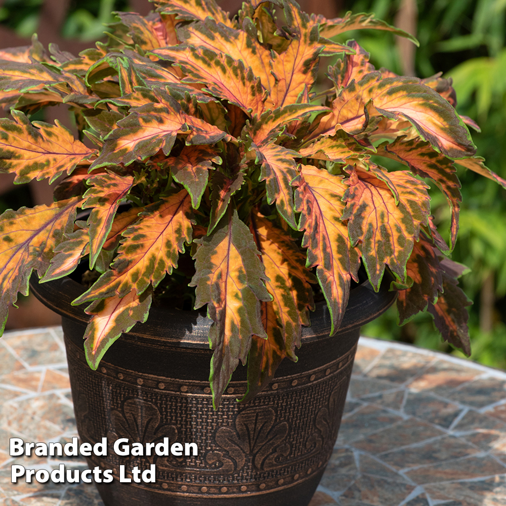 Coleus Premium 'Sun Coral Candy' | Dobies
