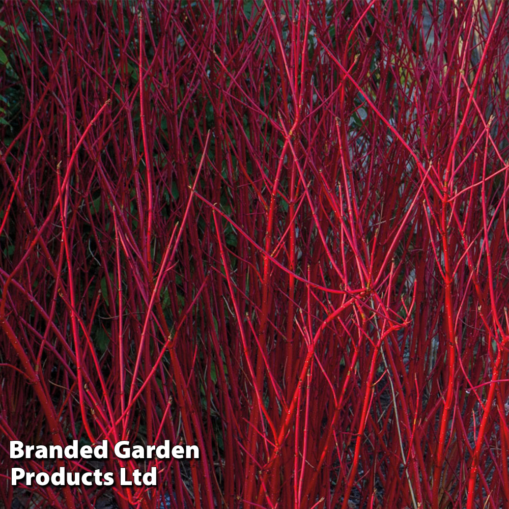 Cornus Winter Stems Collection | Dobies