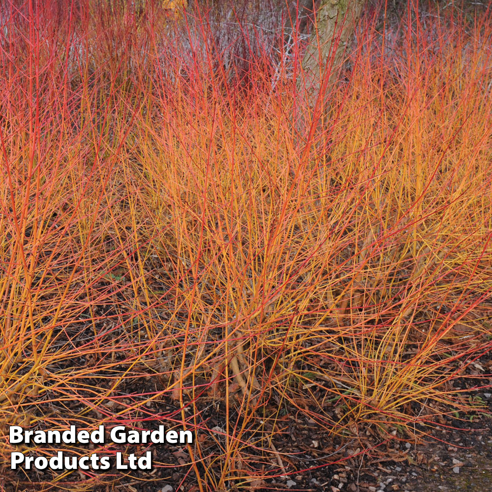 Cornus Winter Stems Collection | Dobies
