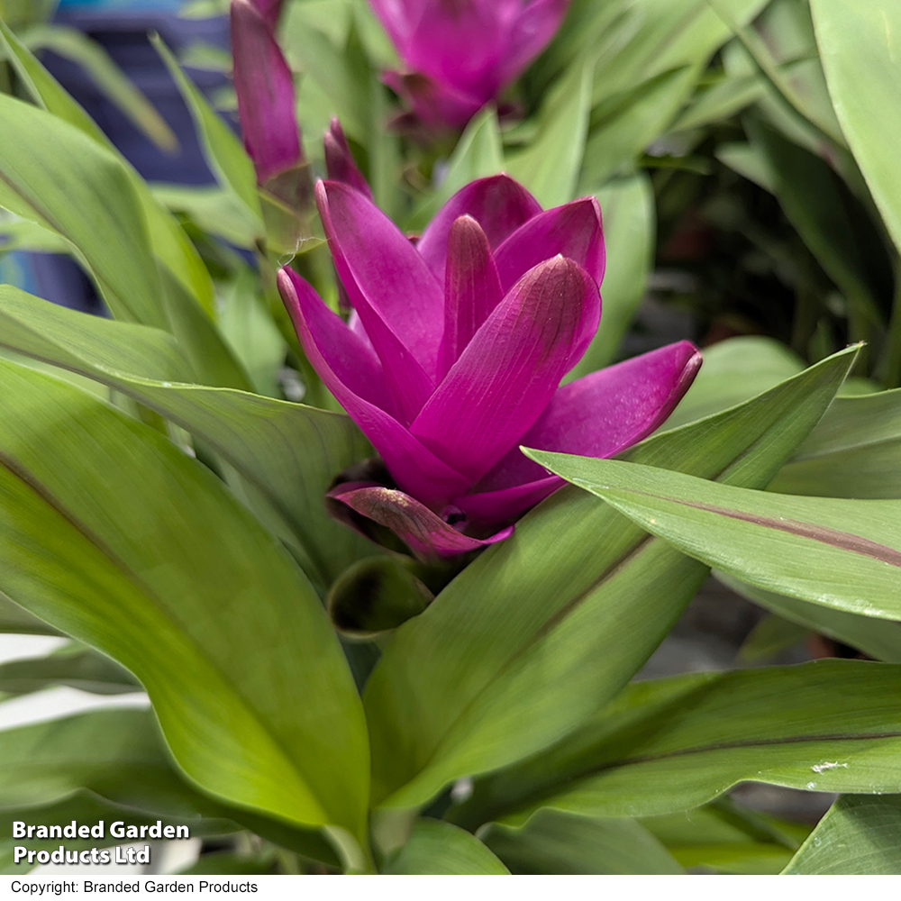 Curcuma alismatifolia 'Siam Sublime' | Dobies