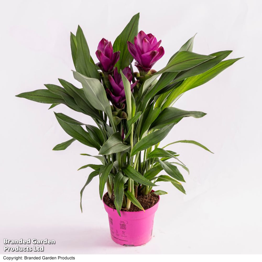Curcuma alismatifolia 'Siam Sublime' | Dobies