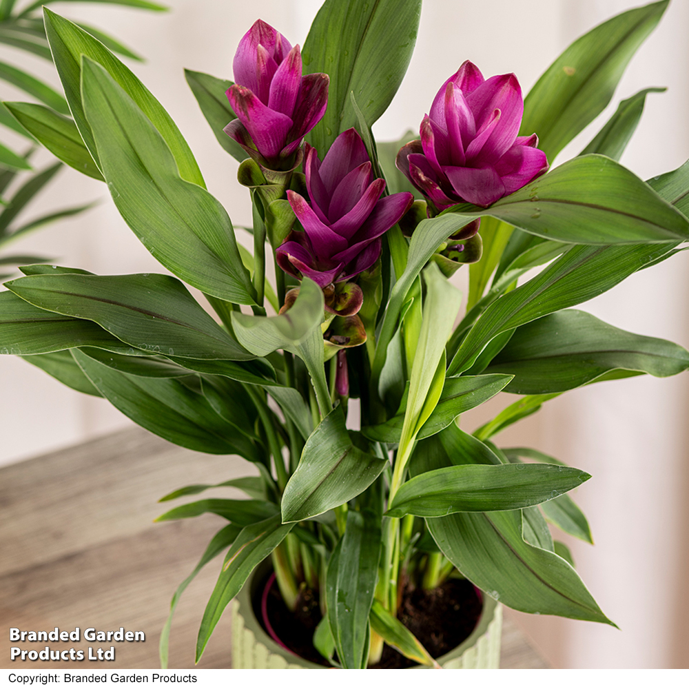 Curcuma alismatifolia 'Siam Sublime' | Dobies