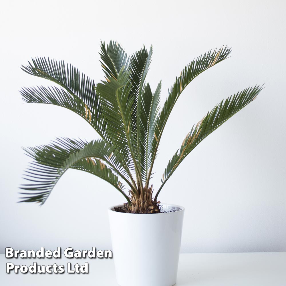 Cycas revoluta | Dobies