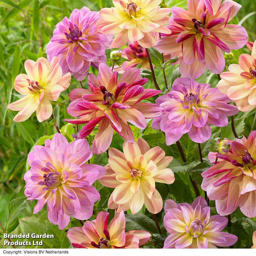 Dahlia 'Butterfly Mix' | Dobies