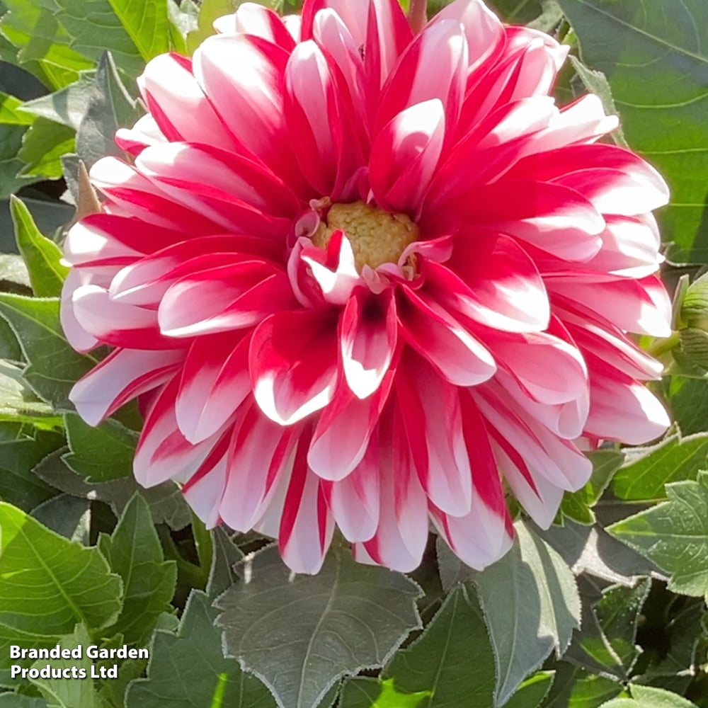 Dahlia hybrid 'Dalaya Jadoo' | Dobies