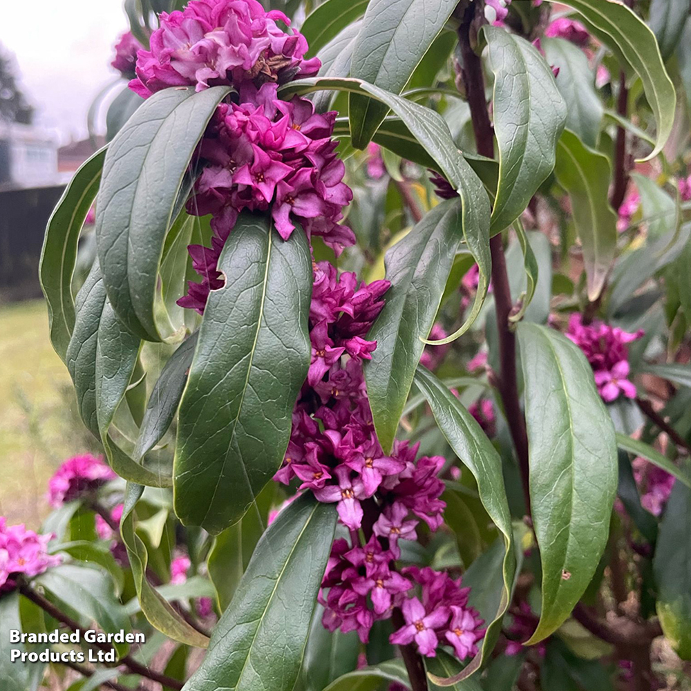 Daphne bholua 'Mary Rose' | Dobies