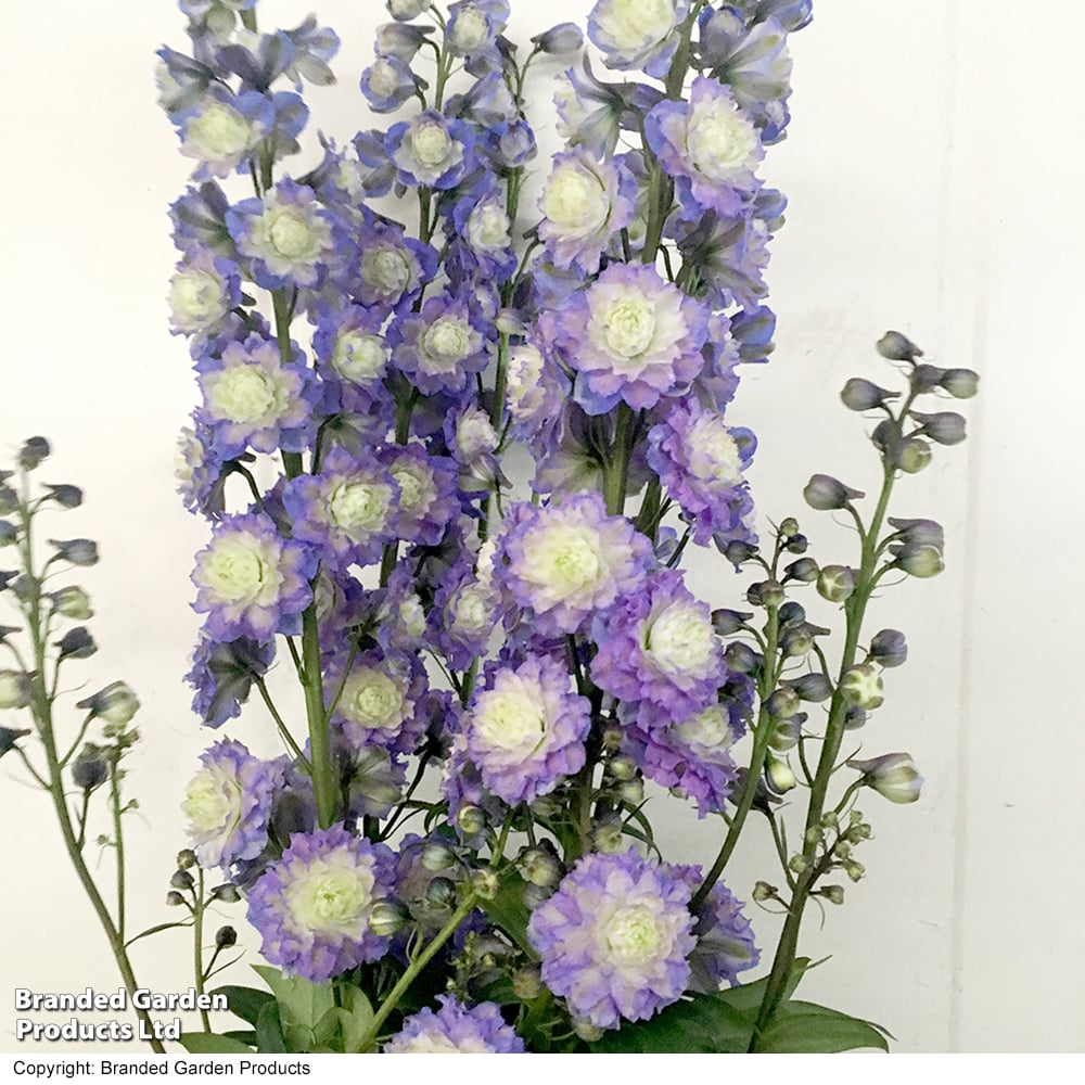 Delphinium elatum 'Highlander Bolero' | Dobies
