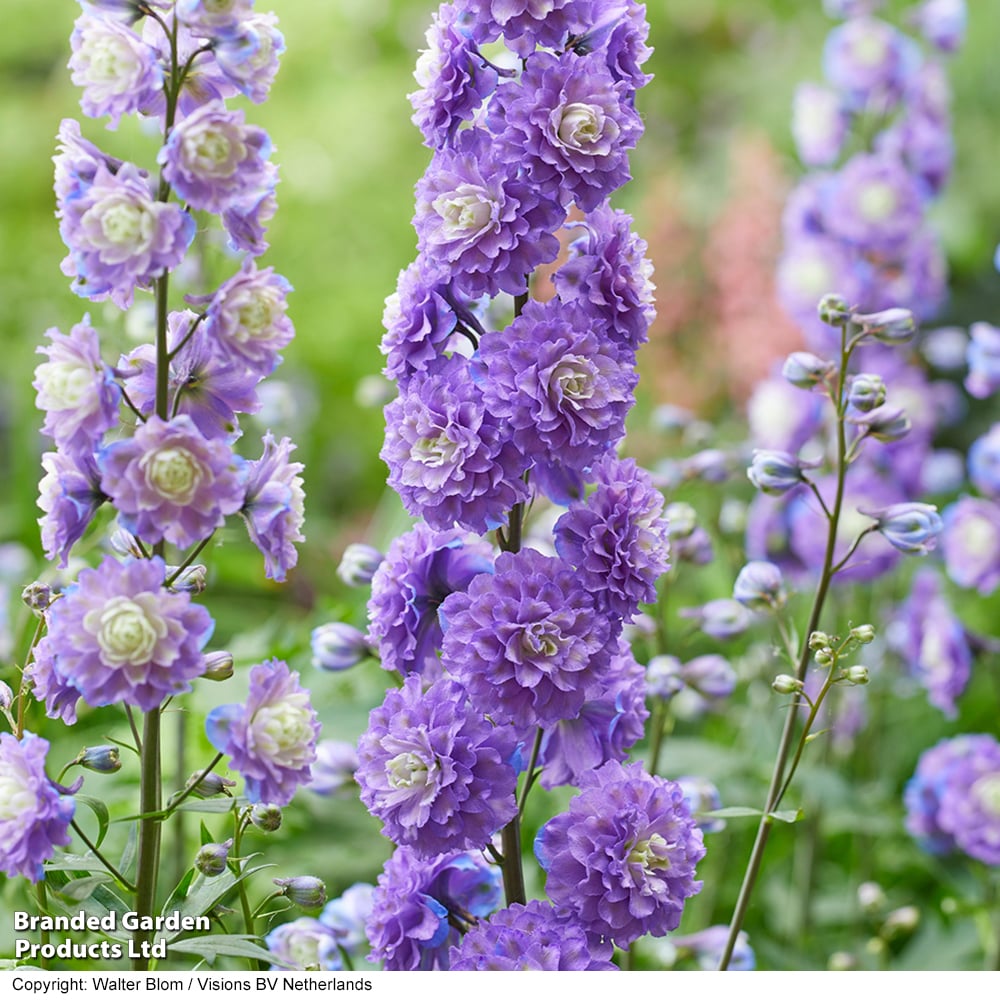 Delphinium elatum 'Highlander Bolero' | Dobies