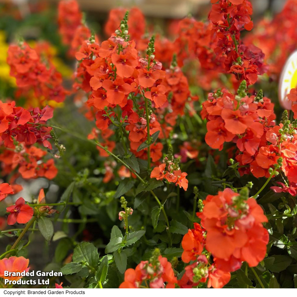 Diascia barberae 'Trinity Sunset' | Dobies