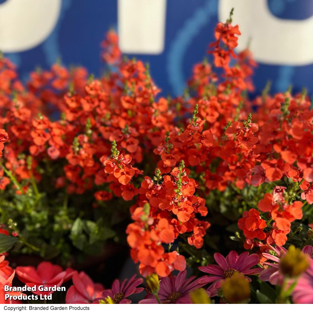 Diascia barberae 'Trinity Sunset' | Dobies